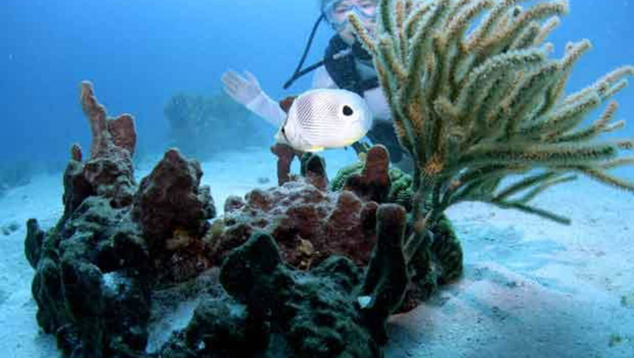 British Virgin Islands Dive Sites Map - Sail Caribbean