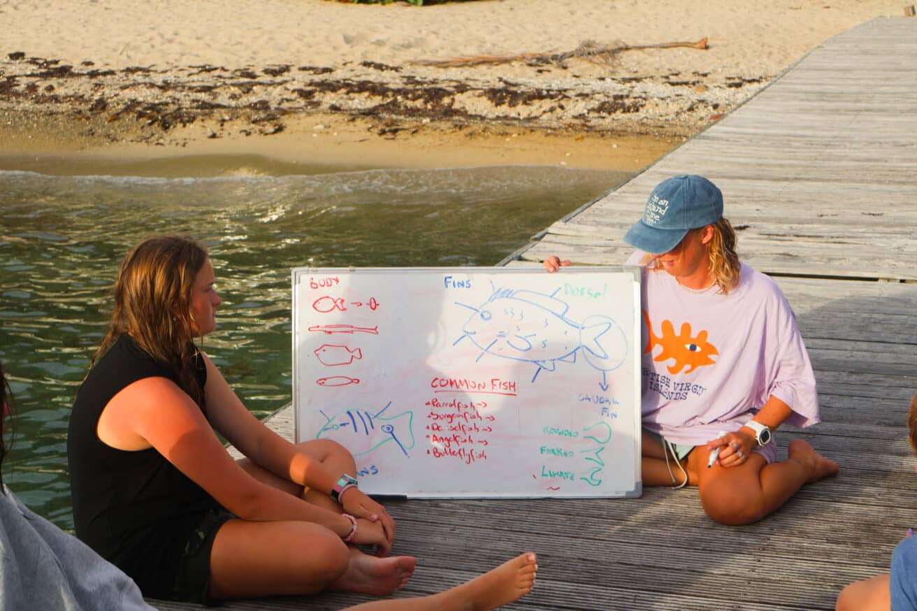 What is Marine Biology? - Sail Caribbean A Beginner’s Guide to Studying ...
